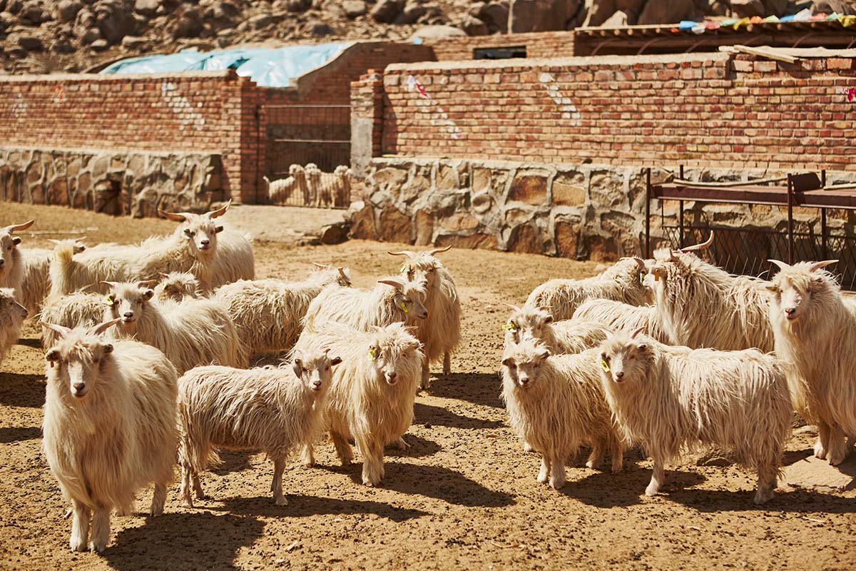 madeleine-cashmere-ziegen - beautyressort